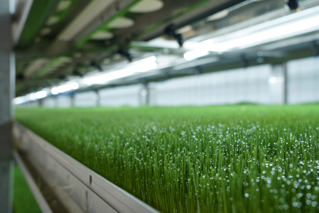 Fodder Feed Farm Systems - Cultivatd