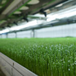 Fodder Feed Farm Systems - Cultivatd