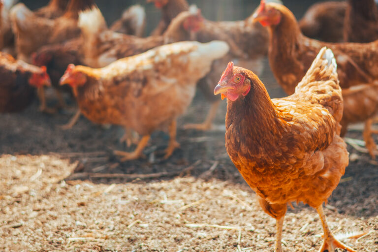 Fodder Feed Farm Systems - Cultivatd