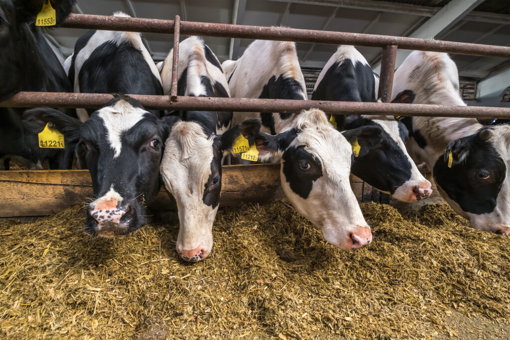 Fodder Feed Farm Systems - Cultivatd