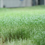 Fodder Feed Farm Systems - Cultivatd