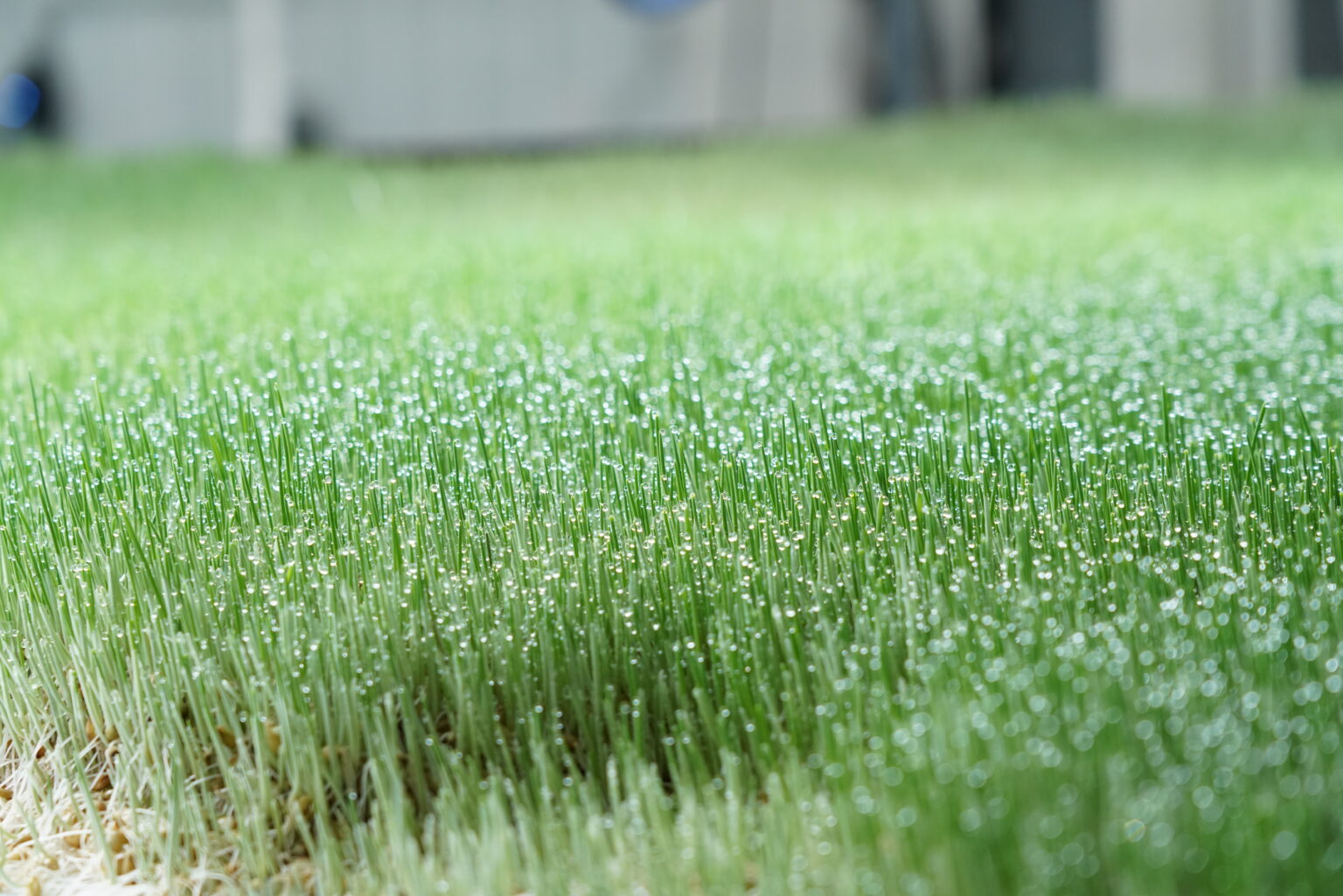 Fodder Feed Farm Systems - Cultivatd