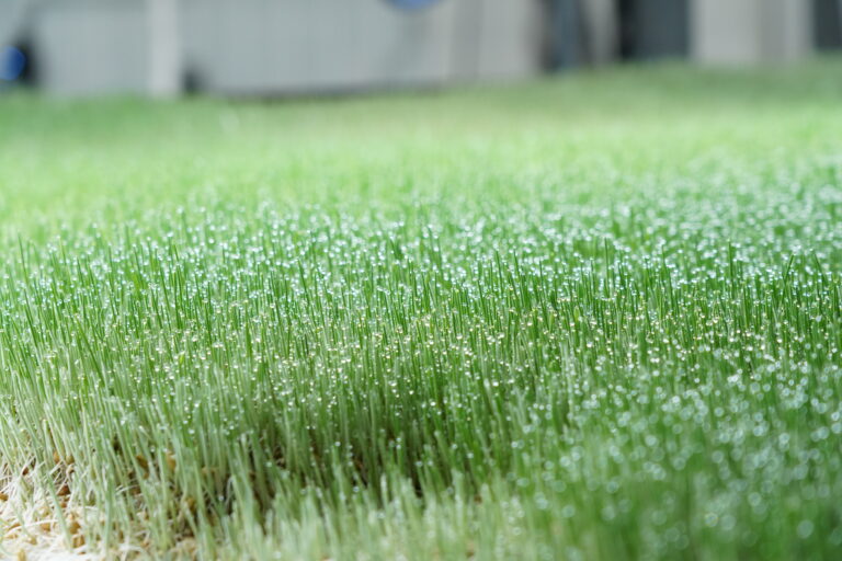 Fodder Feed Farm Systems - Cultivatd